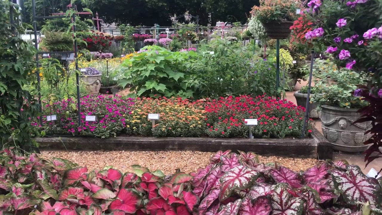 Plant Review: Caladiums