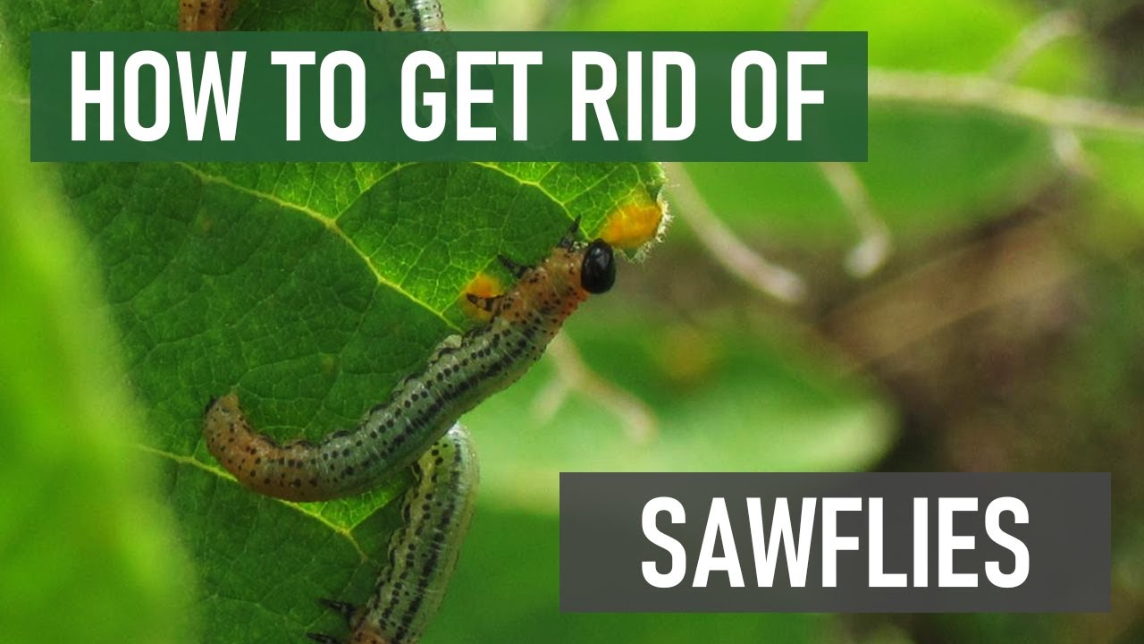 Sawfly Control: How to Get Rid of Sawflies