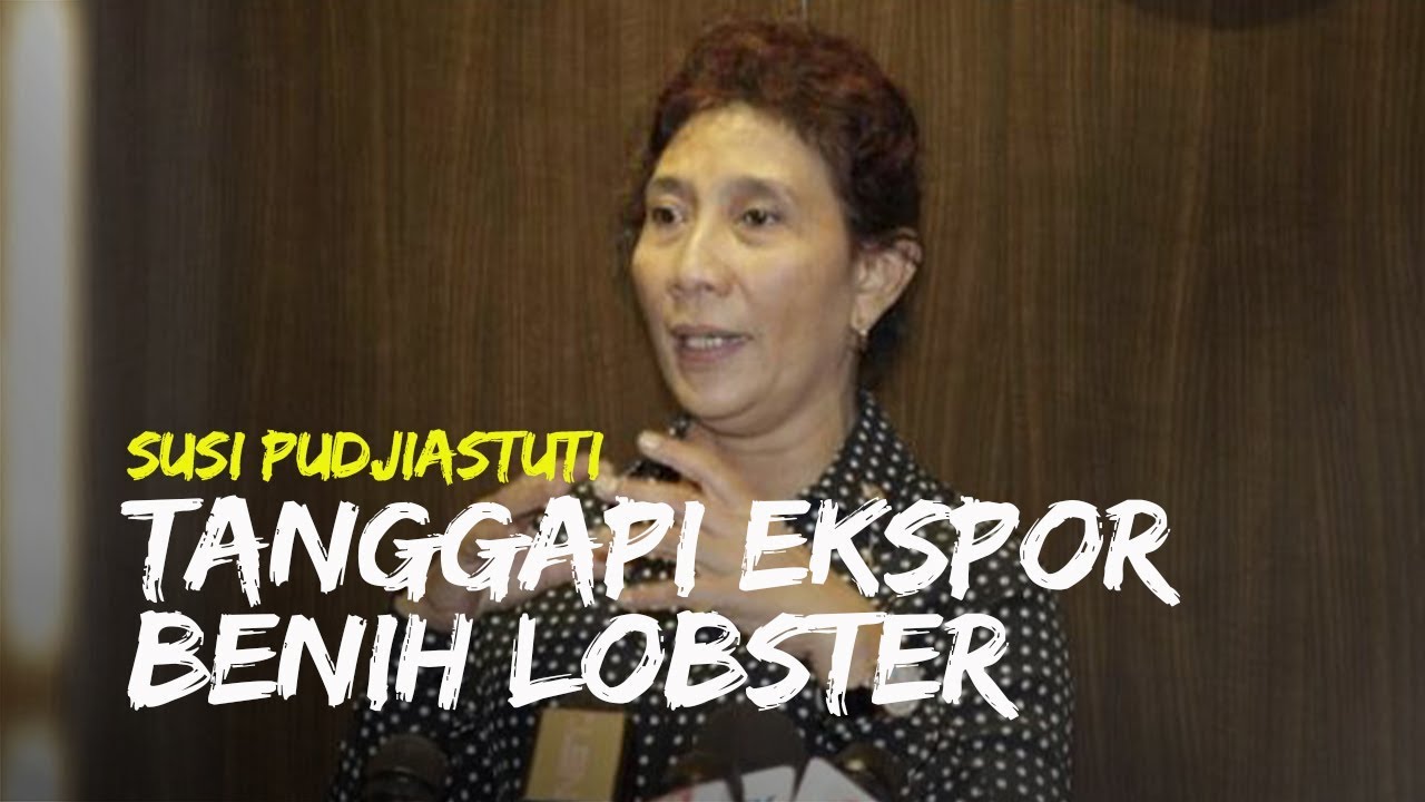 Edhy Prabowo Izinkan Ekspor Benih Lobster, Susi Pudjiastuti: Astagfirullah, Tak Boleh Kita Kufur ...