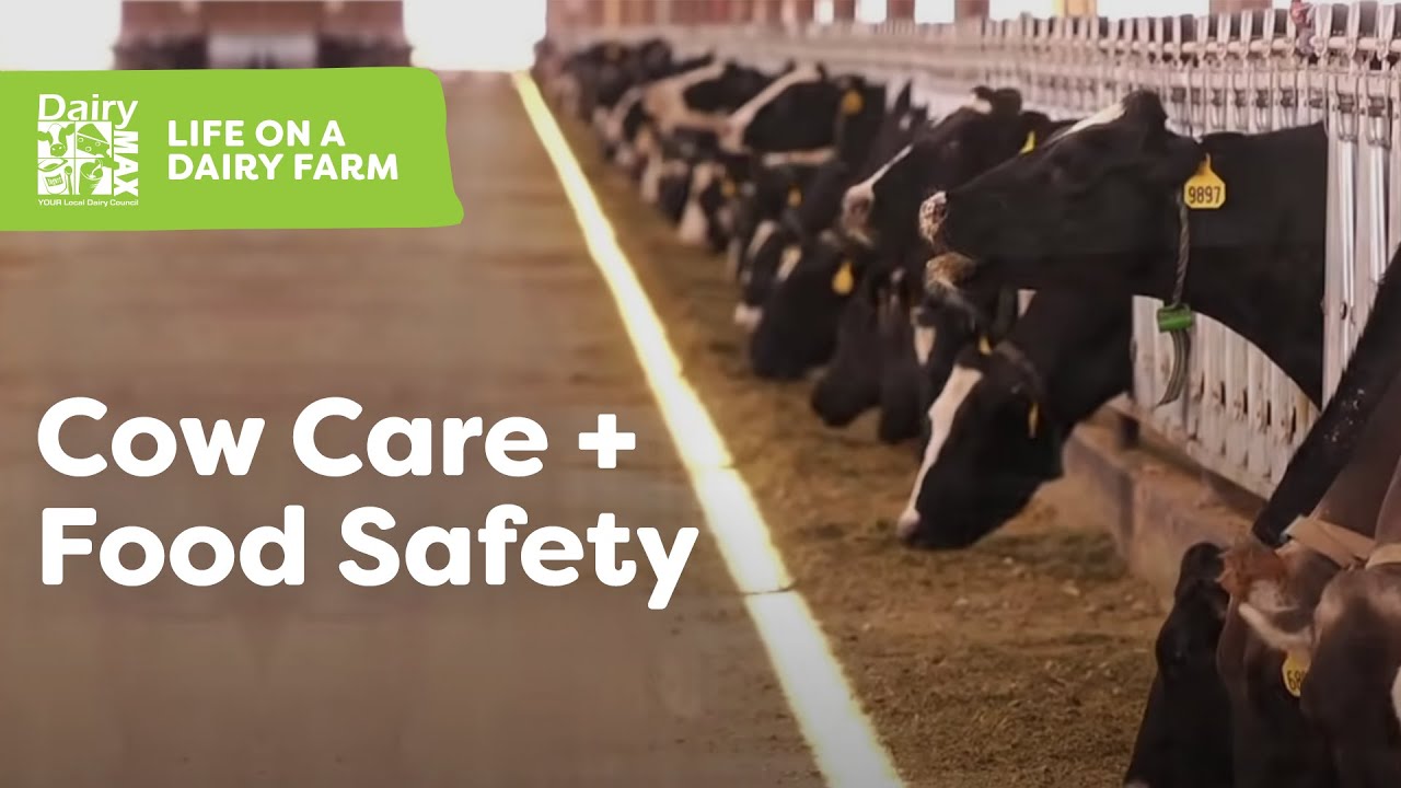 How Milk Gets from Farm to Fridge