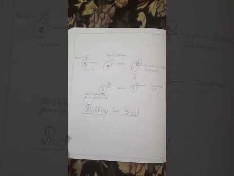 biology class 10 practical (budding in yeast)