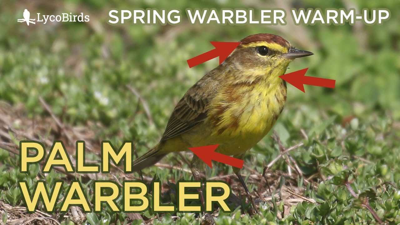 Palm Warbler Identification | Spring Warbler Warm-up