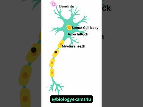 Neuron Structure 3D animation|| How nerve impulse travel through neuron? Slow motion @biologyexams4u