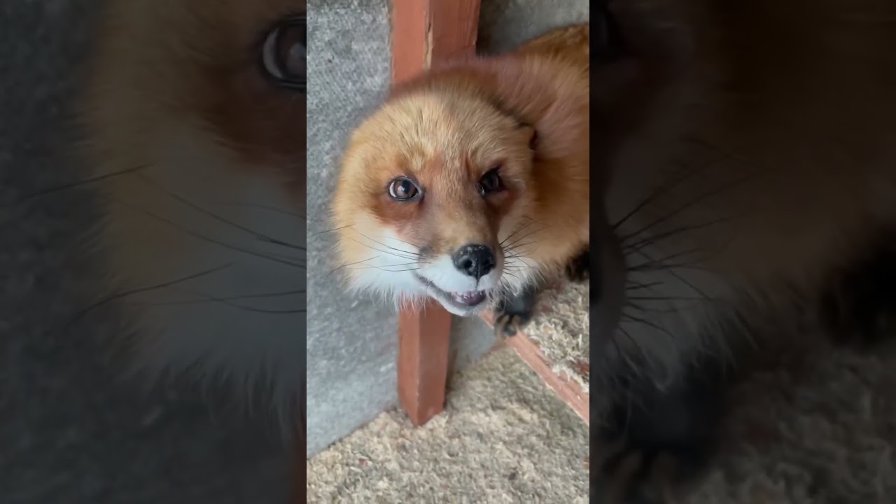 Angry domestic red fox #fox #redfox #saveafox #wildfox  #finneganfox