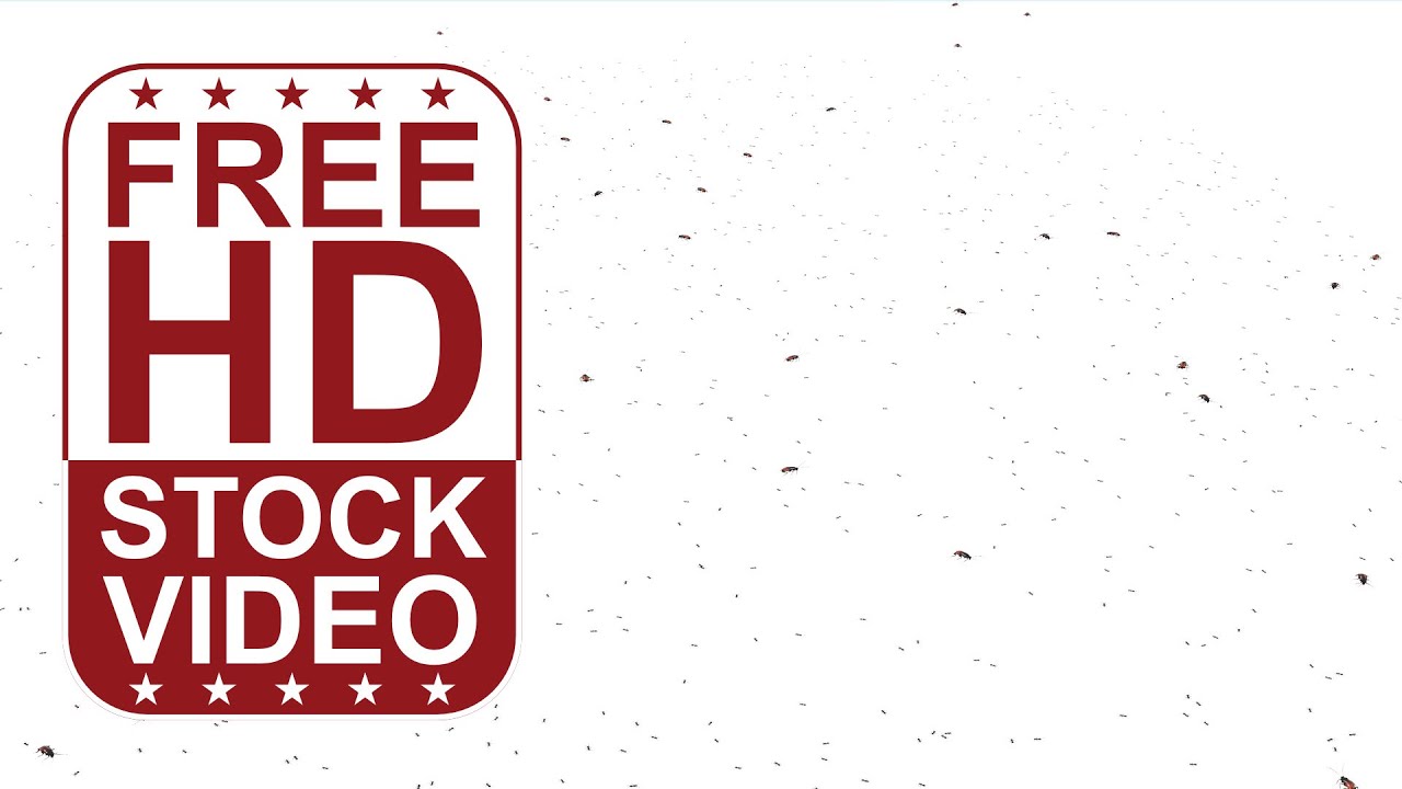 Free Stock Videos – insects cockroaches movinf randomly on white background 3D animation