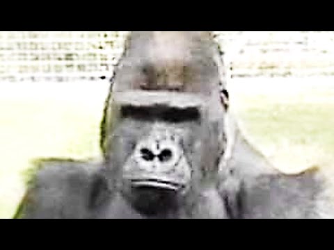 This Gorilla Learns Sign Language & Tells Humans The Chilling History Of What Happened To His Family