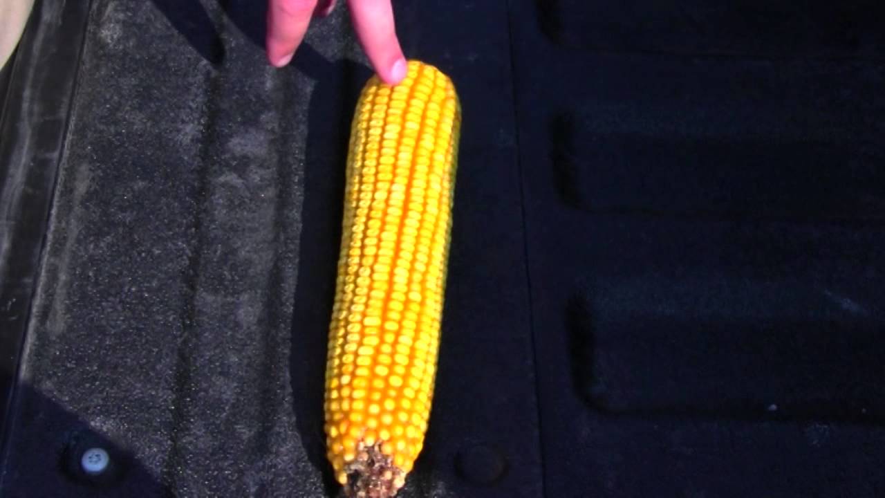 Yield Estimate in Corn Before Harvest