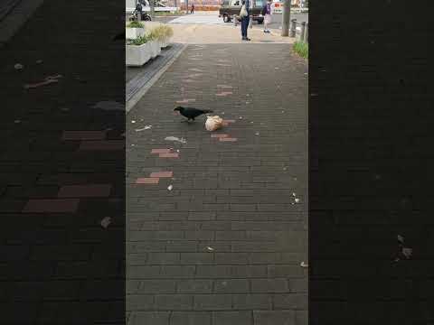 Ravens in Japan are just too smart π¦β¬οΈπ―π΅ #japan #street #smart #birds #amazing #animals #γ«γ©γΉ