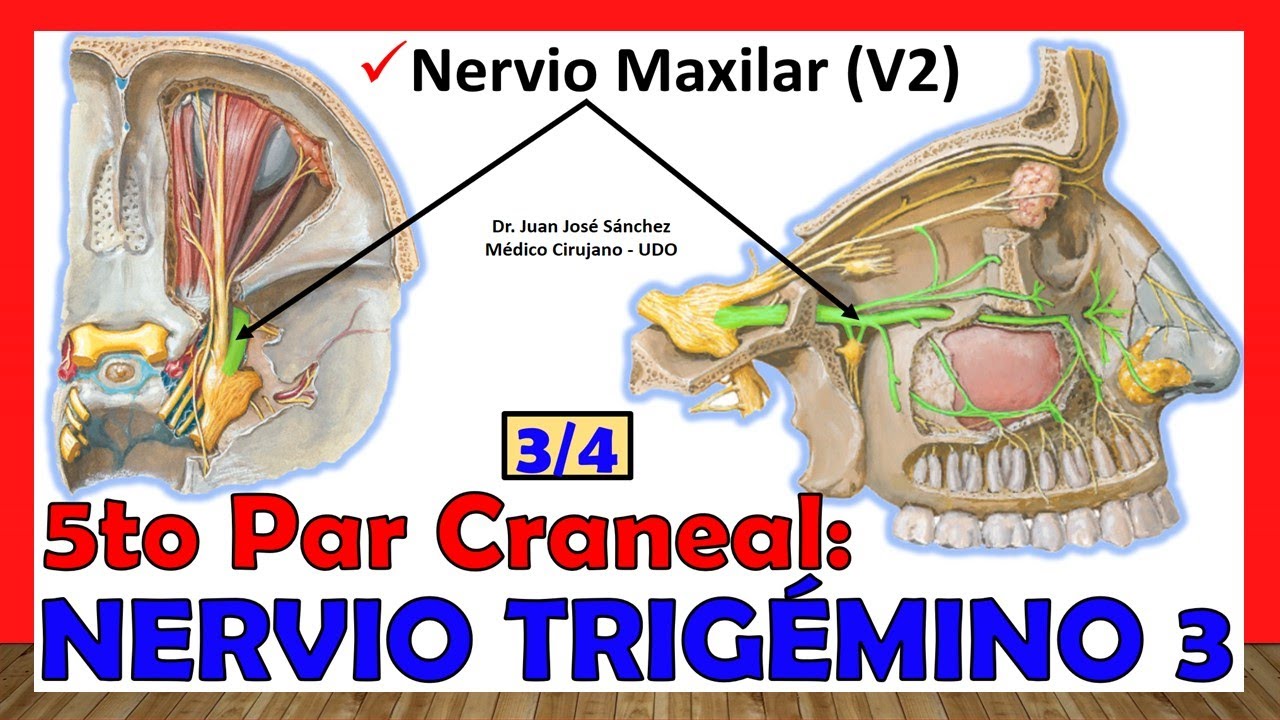 🥇 5to Par Craneal - NERVIO TRIGÉMINO 3/4 - Nervio Maxilar (V2)