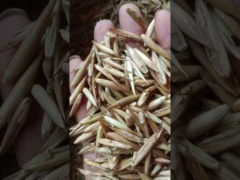 Bamboo Seeds - Wholesale Price & Mandi Rate for Bamboo Plant Seeds in India
