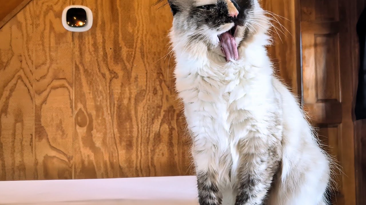 How I Get Perfect (or not) Thumbnails of My Cat 