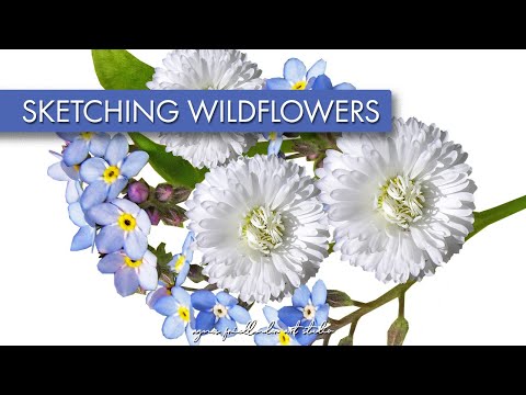 SKETCHING WILDFLOWERS/SKETCH A BUTTERCUP FLOWER!