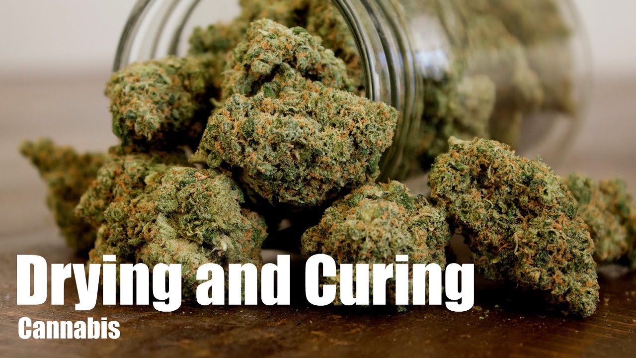 How and Why to Dry and Cure Cannabis