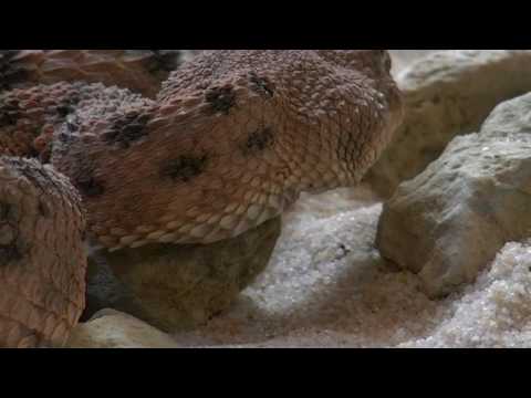 Comedy β funny β whats app β facebook β viper - snake - video 79