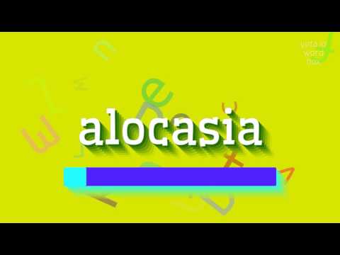ALOCASIA - HOW TO PRONOUNCE IT? #alocasia
