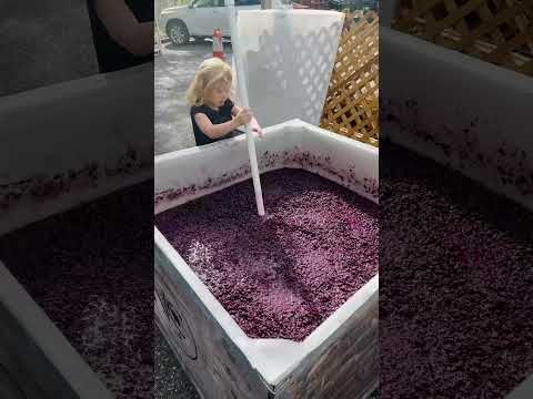 Future Winemaker Helps with Punch-Down | Nevada City Winery