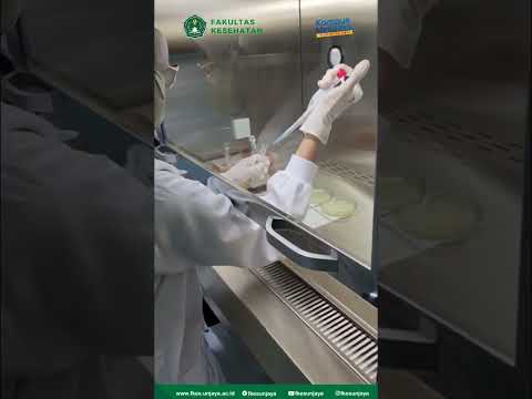 Mahasiswa Farmasi (S-1) praktikum farmakologi dengan menguji efektivitas obat nyeri pada tikus.