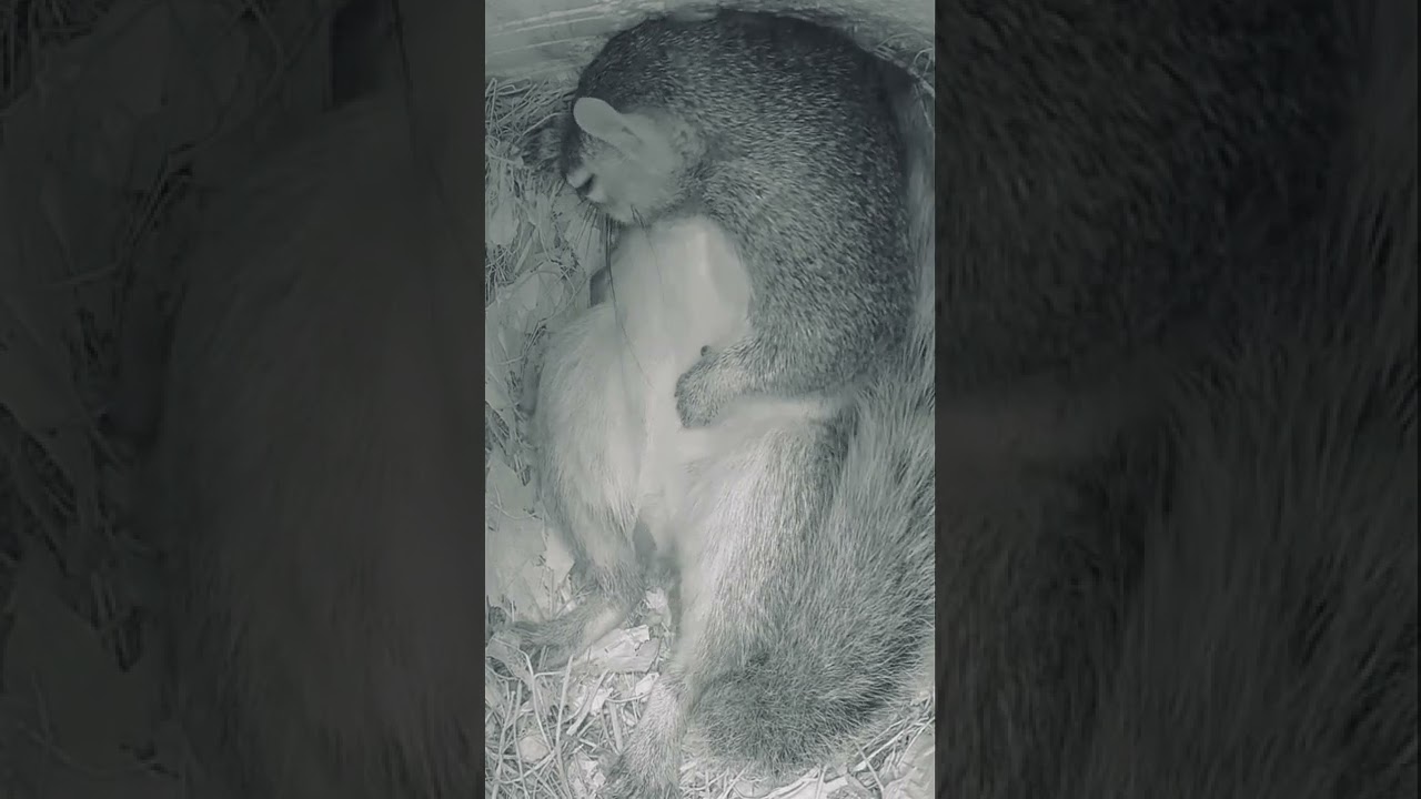 Hana the squirrel gives birth 🥰💕 (July 25, 2022)