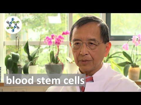 Research on hematopoietic stem cells