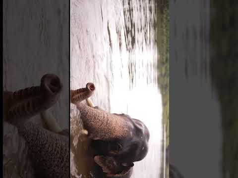 Discover Tranquility and Adventure at Banyan Tree Resort, Lataguri (Dooars)