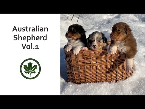 Australian Shepherd Vol.1