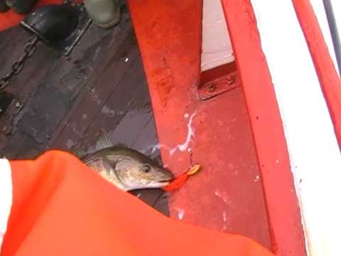 Hochsee Dickdorsch auf der Ms Einigkeit III "Exitus-Fishing"