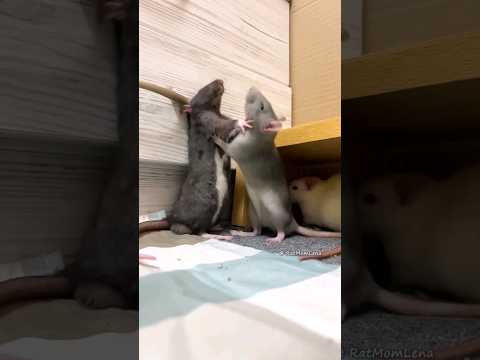 Funny Pet Rats 🐭 #rats #funnyrats