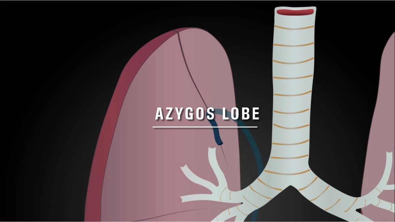 Azygos lobe- notes