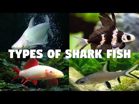 Types of Shark fish for Aquarium