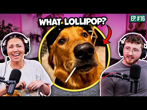 Dog Falsely Accused Of Lollipop Theft!
