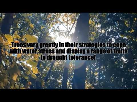 The future chronic drier condition will increase drought tolerance in mesic forest tree species