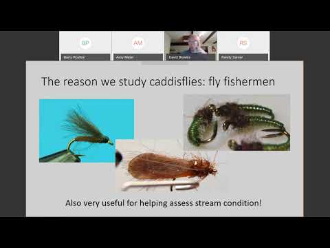 Introduction to EPTs - Trichoptera (Caddisflies)