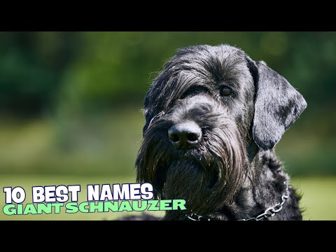 πΎ 10 Best Names for Giant Schnauzers π