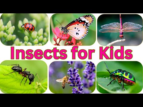 Insect Names for Children - Learn All Insect Names