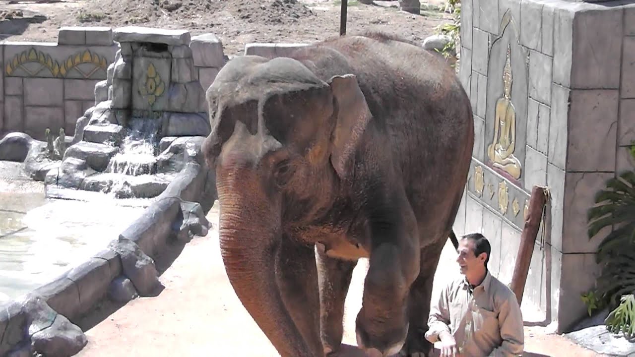 Espectaculo elefante asiatico
