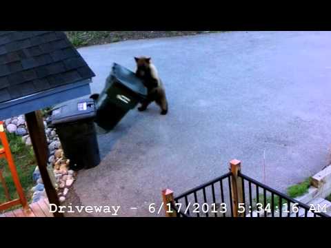 A black bear knocks over bear-proof trash cans