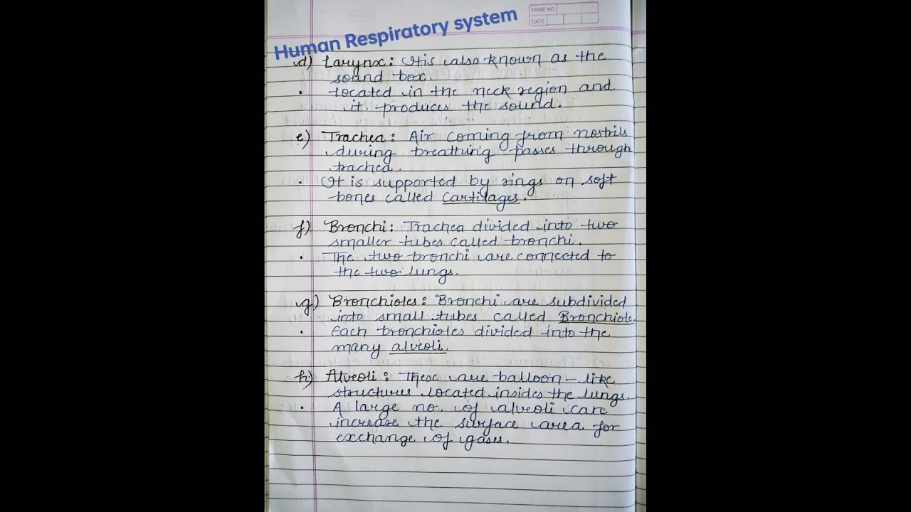 Human respiratory system notes