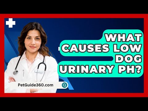What Causes Low Dog Urinary PH? - PetGuide360.com