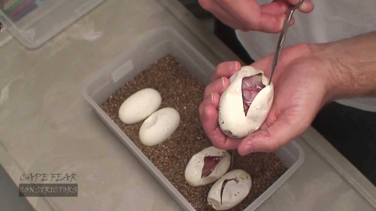 Cutting Ball Python Eggs - 2013 Clutch #1