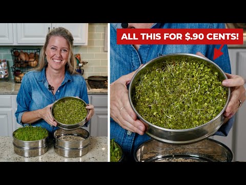 Easily grow SPROUTS ???? at home for pennies on the dollar!