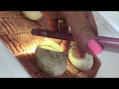 Day 26 Candling Duck Eggs