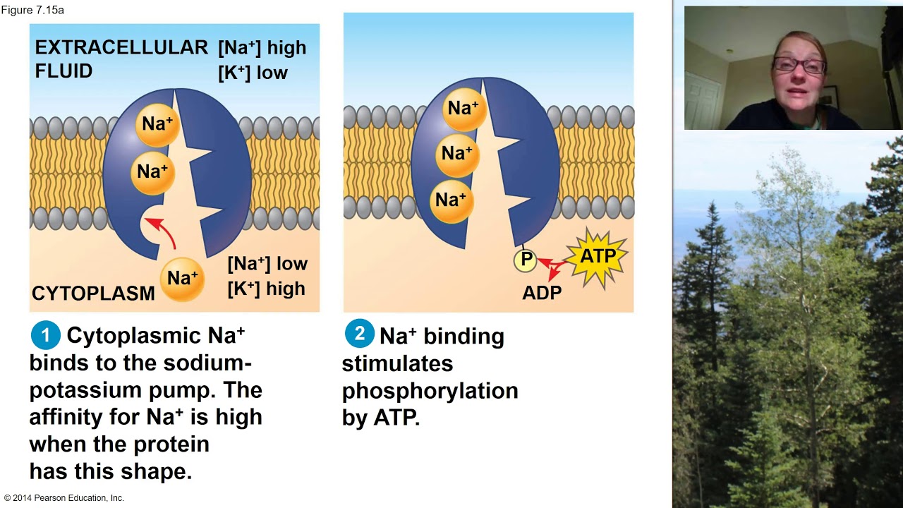 Chapter 7 Active Transport 1