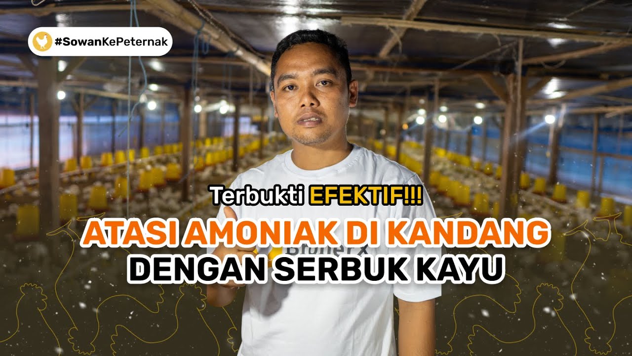 Alas Kandang dengan Serbuk Kayu Efektif Turunkan Amoniak Kandang Ayam Broiler!