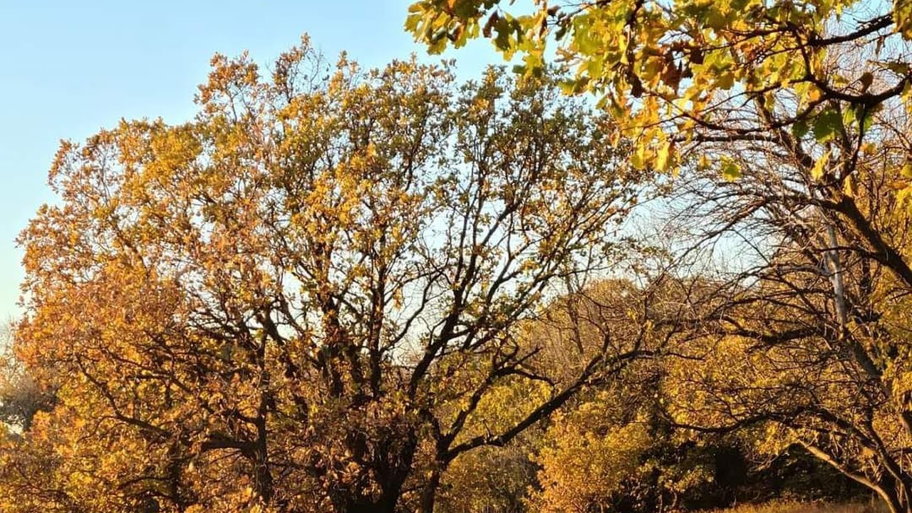 Tree Talk Tuesday: Why Hire a Certified Arborist?