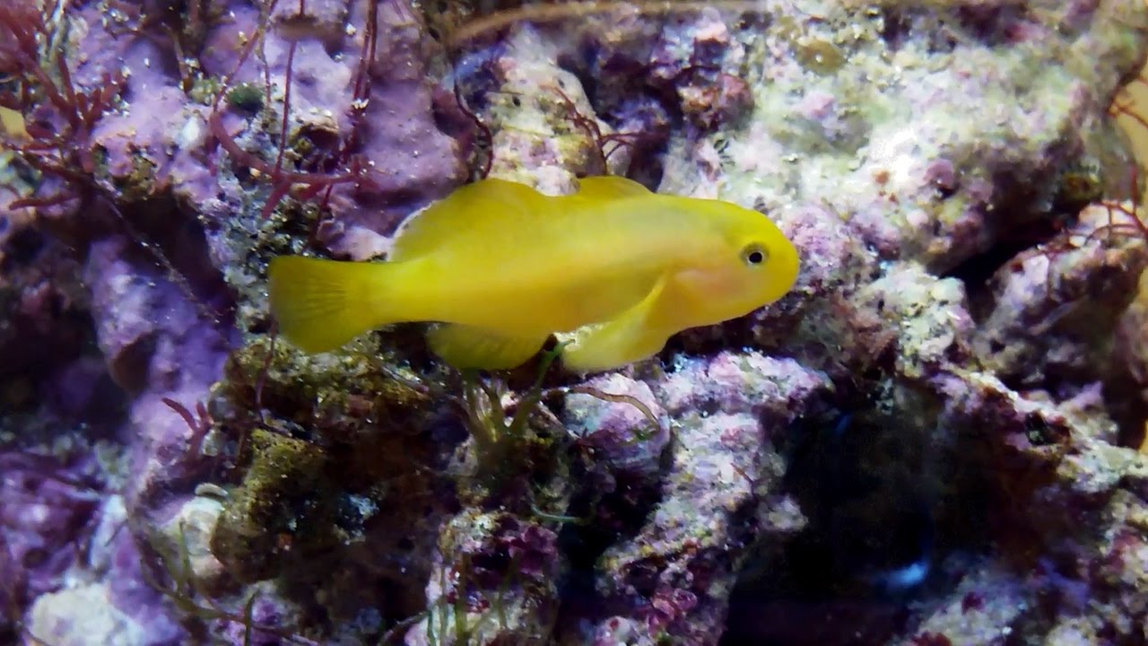 El gobio del coral amarillo (Gobiodon okinawae) Ficha Técnica