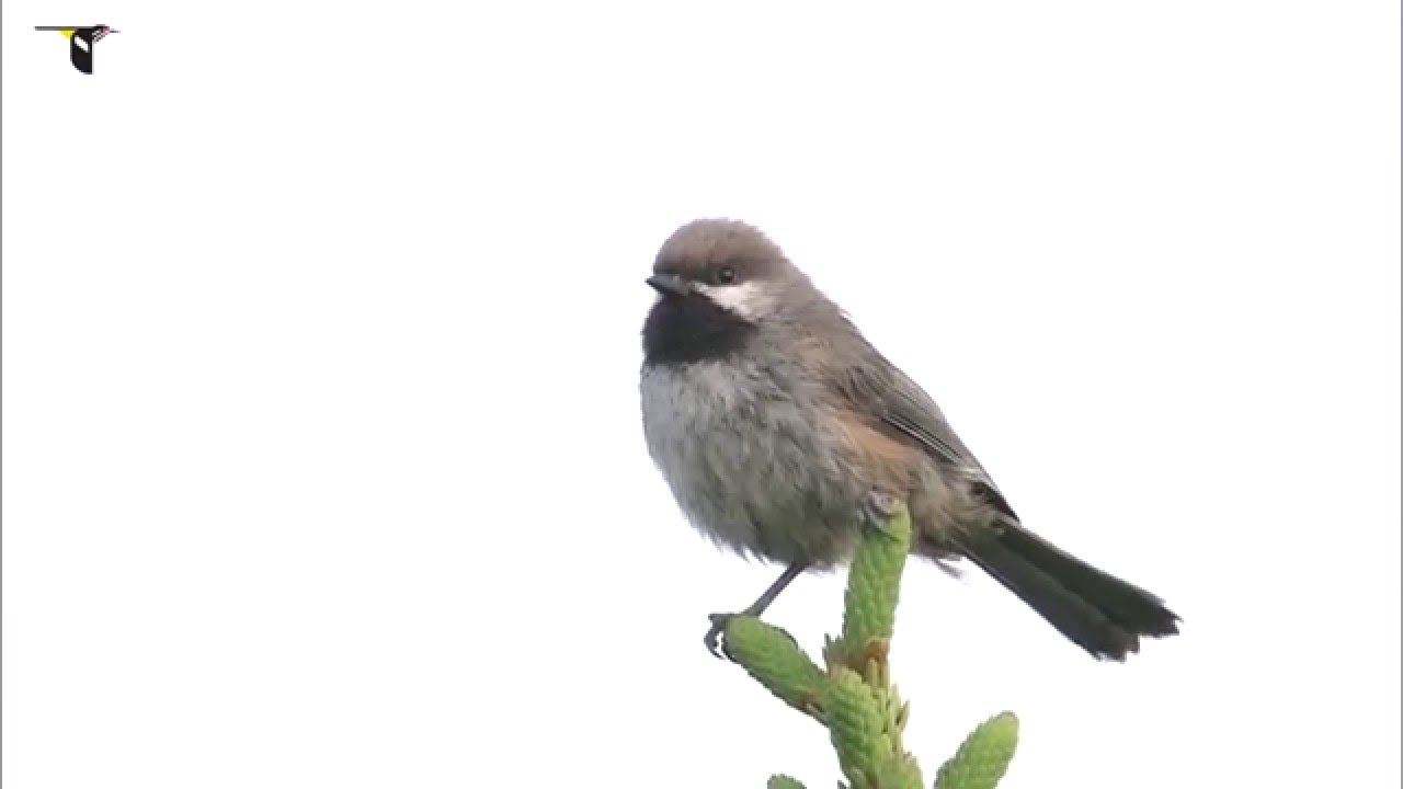 A Boreal Chickadee calling