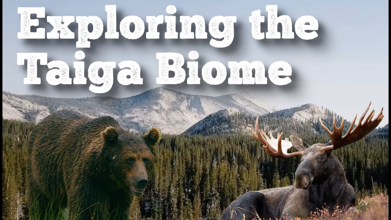 Exploring the Taiga Biome - FreeSchool
