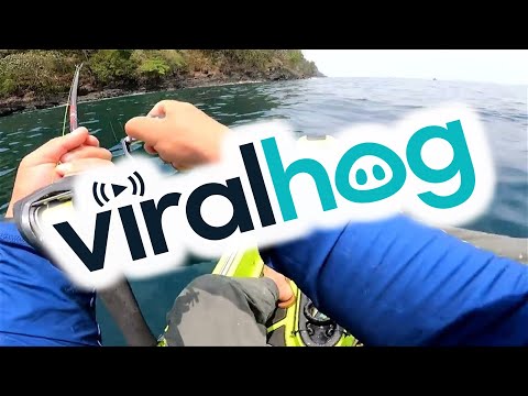 Whale Shark Gets Close to Fisherman's Boat || ViralHog