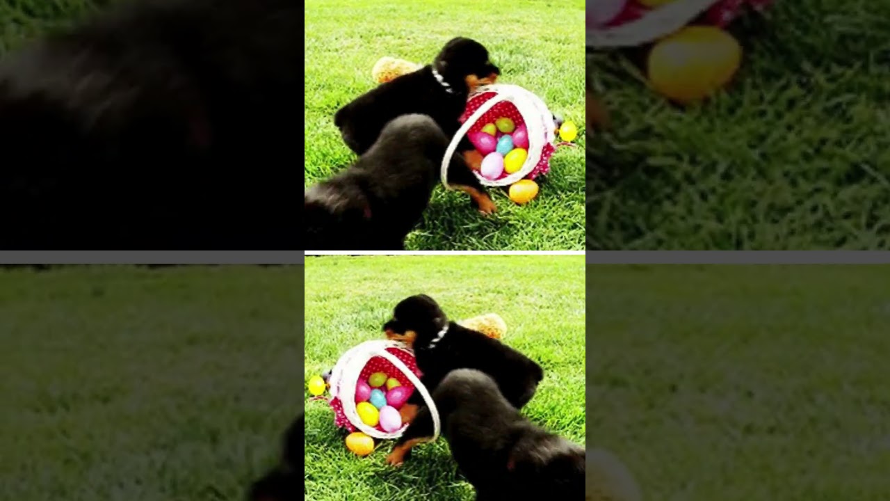 Happy Easter To You - Easter Wishes