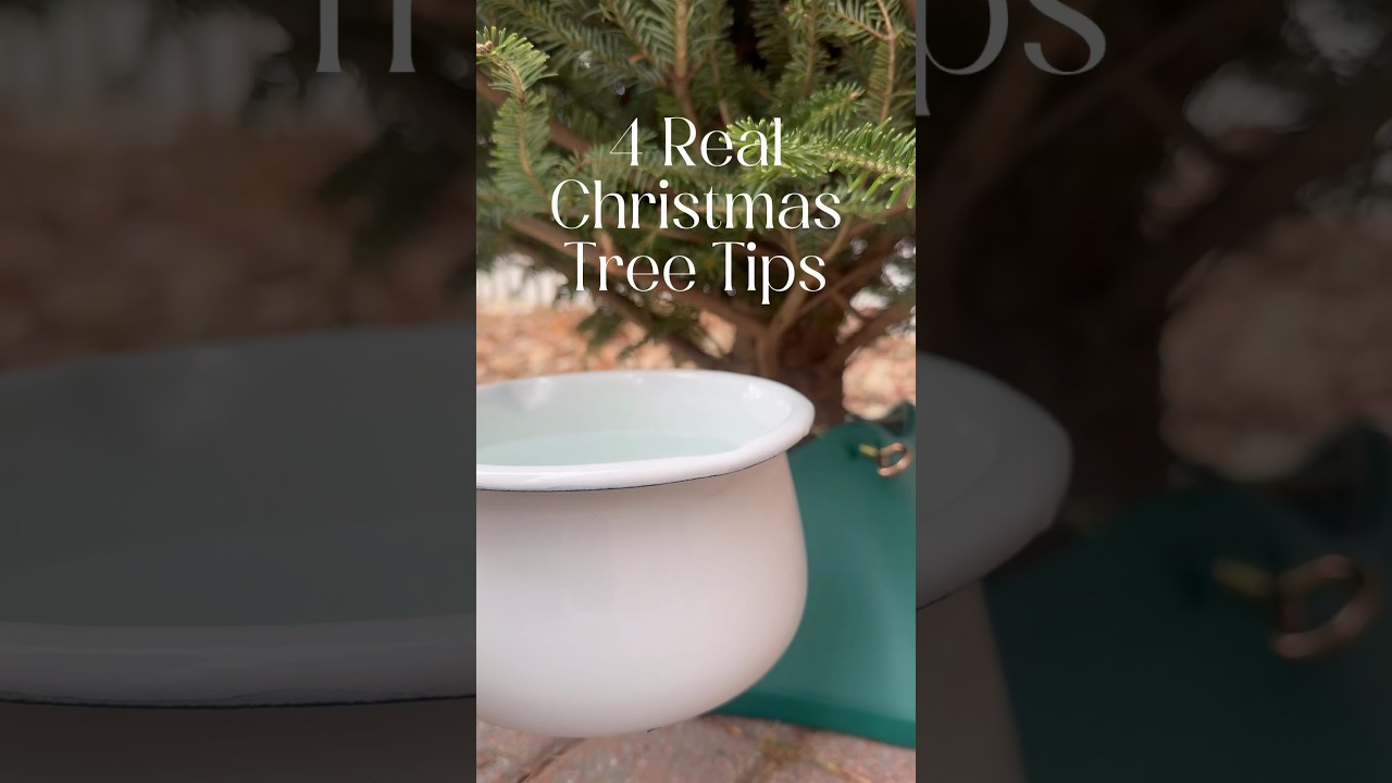 4 Real Christmas Tree Tips